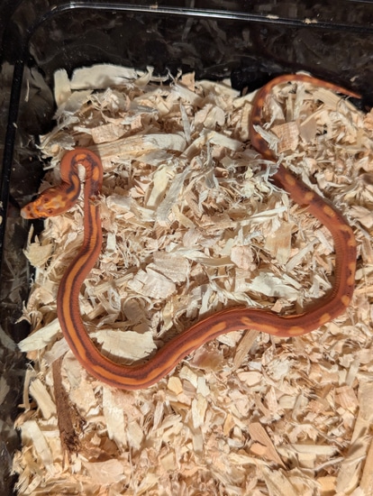 Motley Scaleless Ph Snow Corn Snake by Neel Reptile