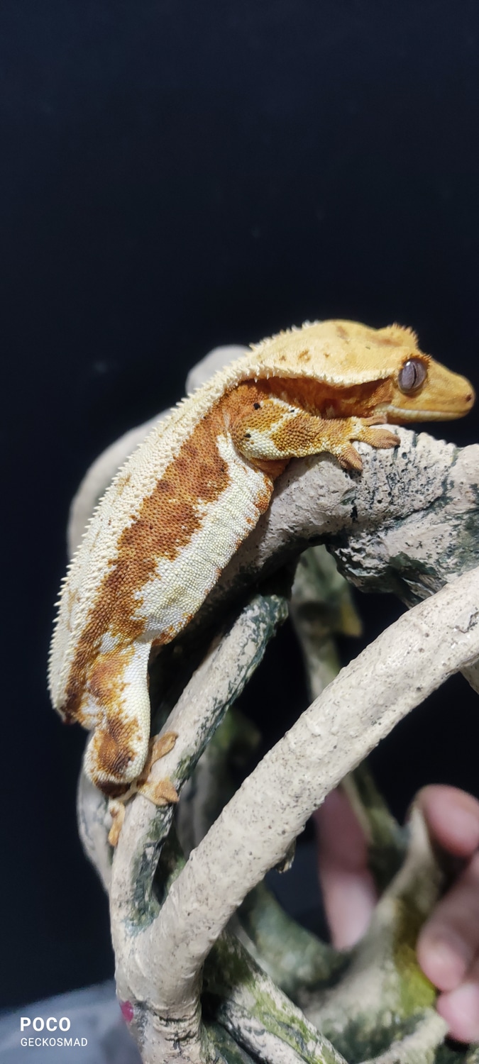 Orange Brindle Lilly White With Dal Spots Crested Gecko by GeckosMad ...