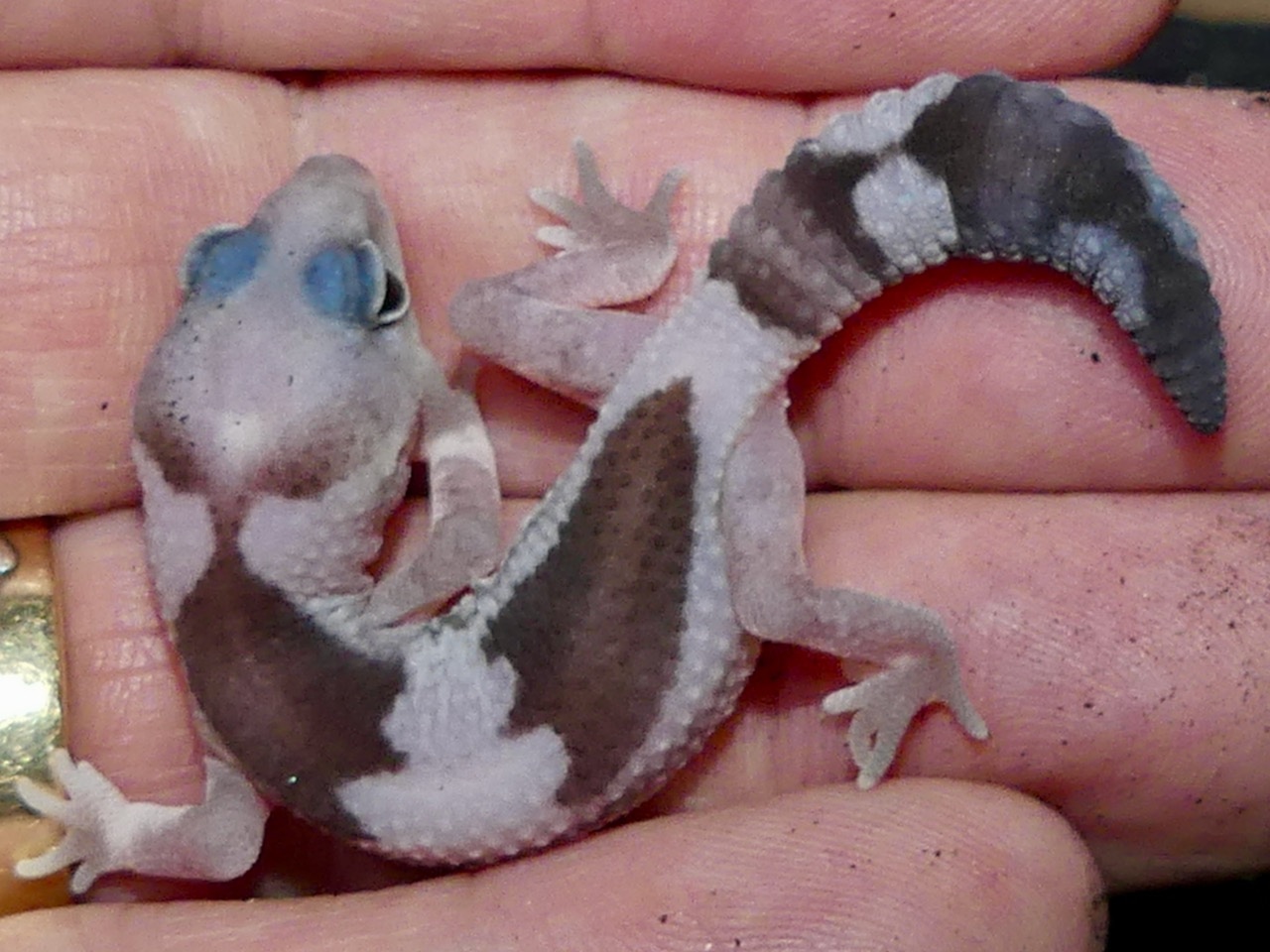 Unsexed Oreo Zulu African Fat-Tailed Gecko by Geckomeister captive-Bred ...
