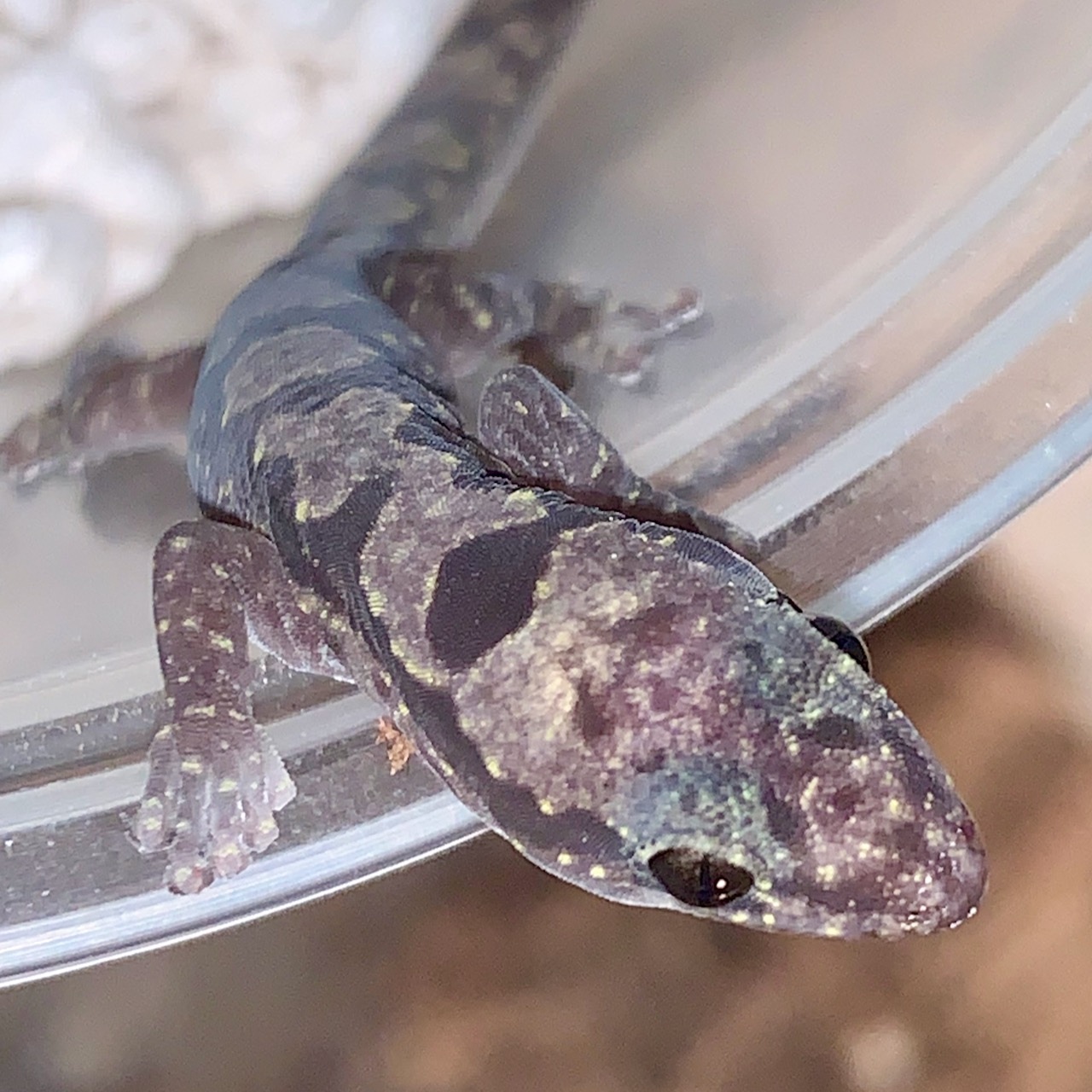 Robust Velvet Gecko, Nebulifera Robusta More Gecko by Geckomeister ...