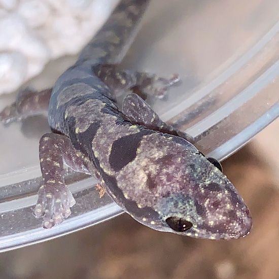 Robust Velvet Gecko, Nebulifera Robusta More Gecko by Geckomeister ...