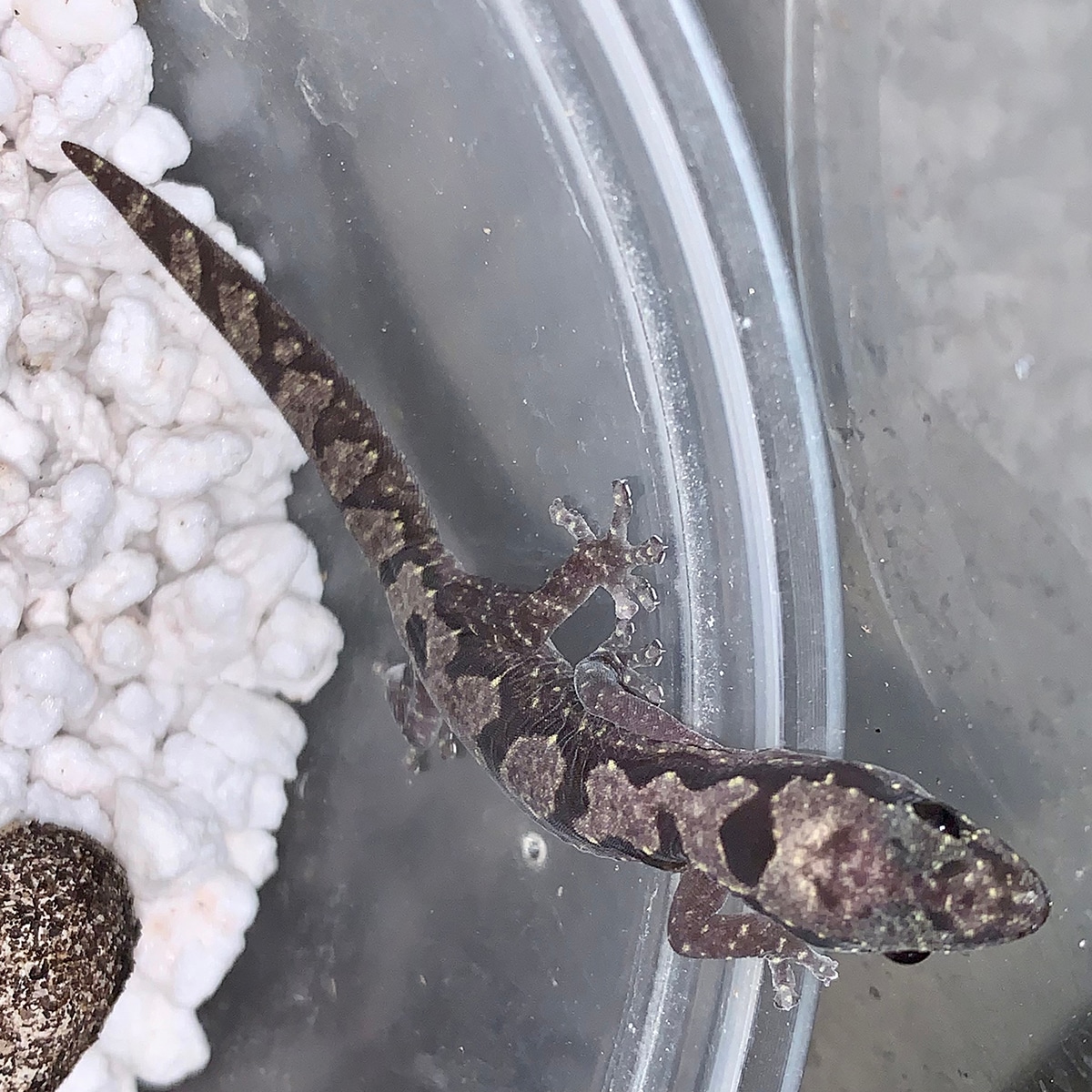 Robust Velvet Gecko, Nebulifera Robusta Other Gecko by Geckomeister ...