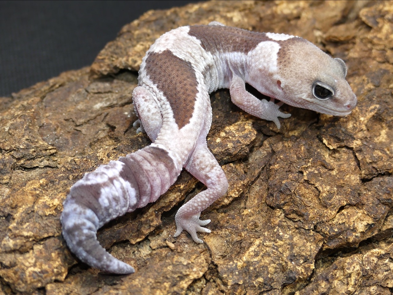 Oreo Zulu African Fat-Tailed Gecko by Geckomeister captive-Bred Geckos ...