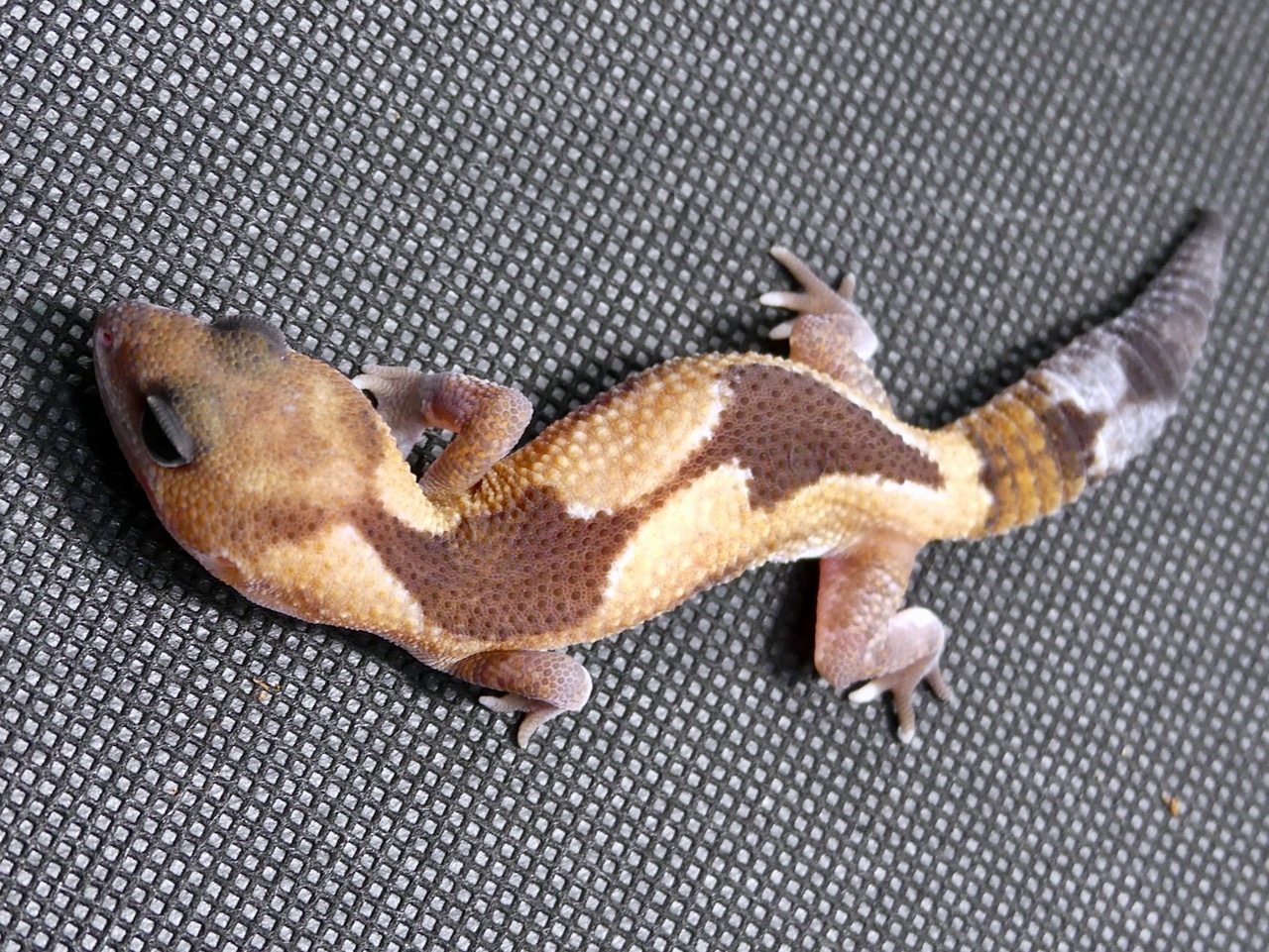 Zulu Het Patternless African Fat-Tailed Gecko by Geckomeister captive ...