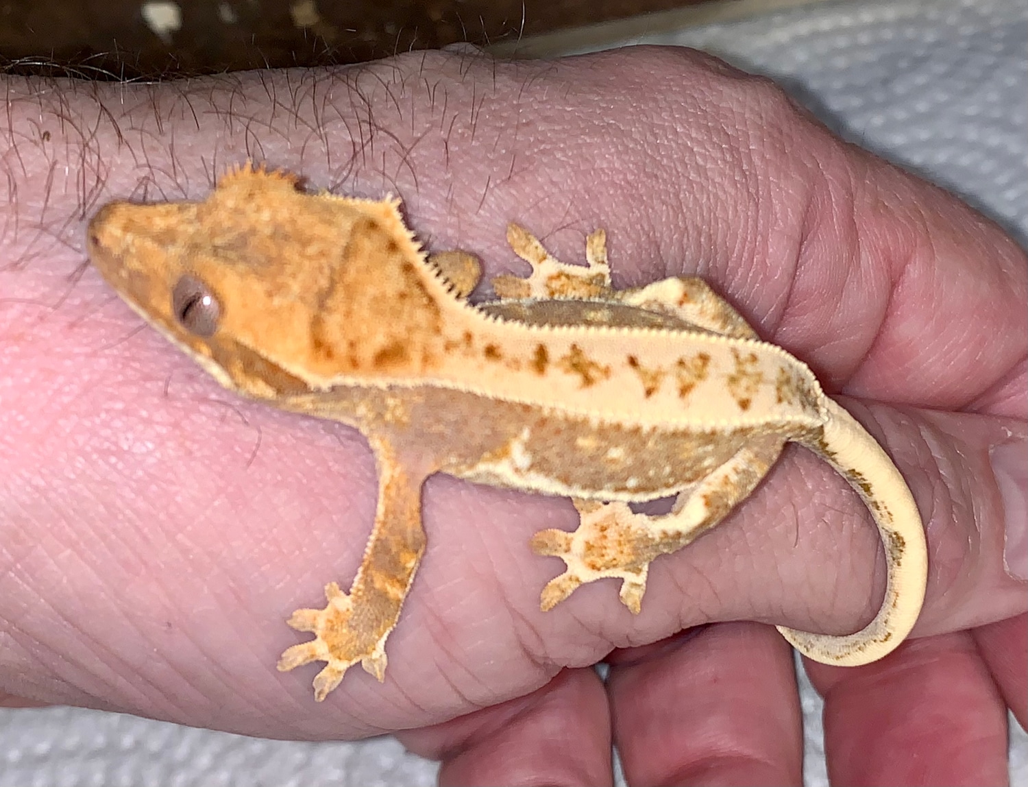 Lilly White 2022 Crested Gecko by Geckomeister captive-Bred Geckos ...