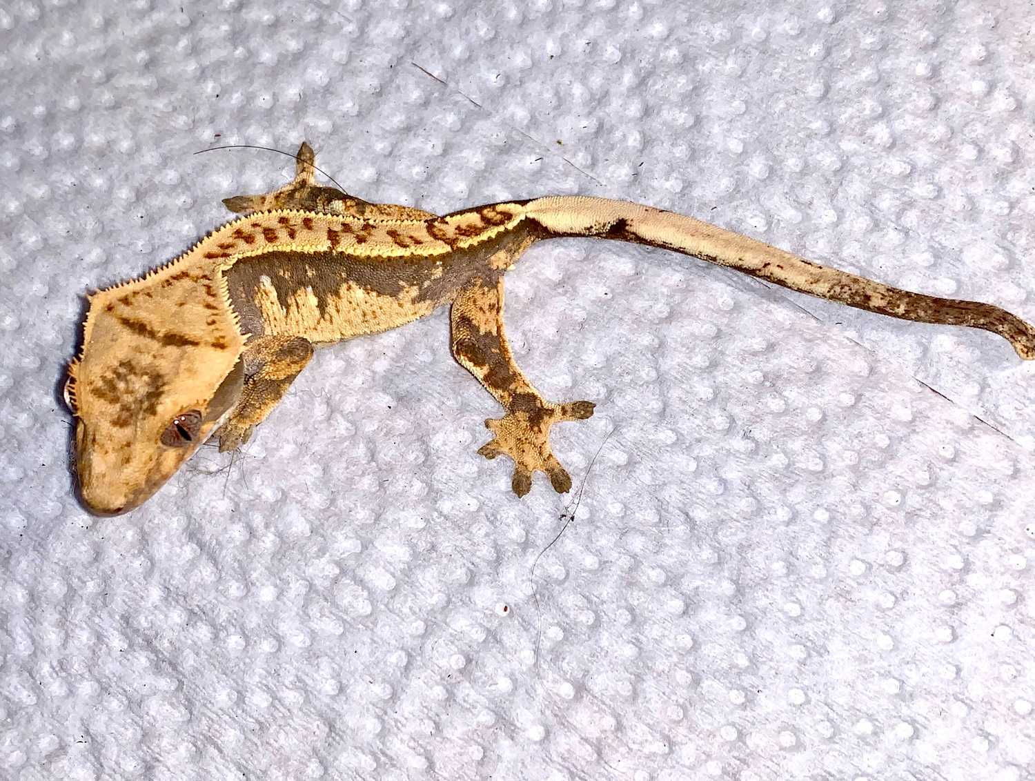 Harley Crested Gecko by Geckomeister captive-Bred Geckos - MorphMarket