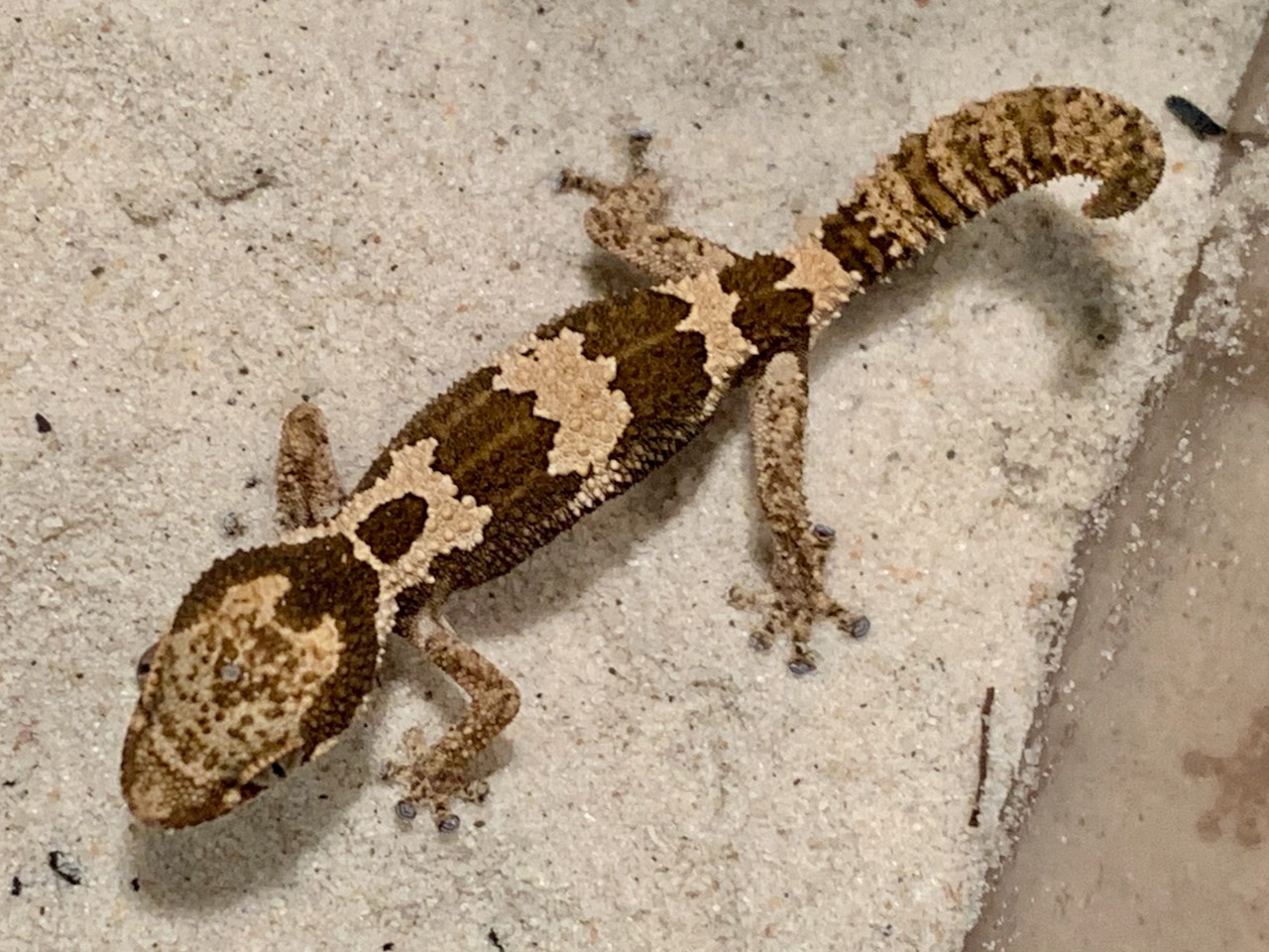 Pachydactylus Rugosus More Gecko by Geckomeister captive-Bred Geckos ...