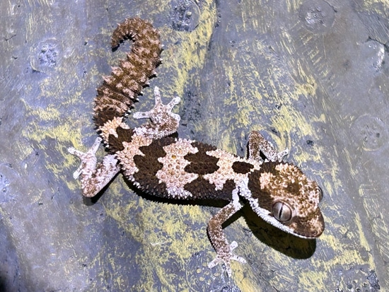 Pachydactylus Rugosus, Unsexed More Gecko by Geckomeister captive-Bred ...