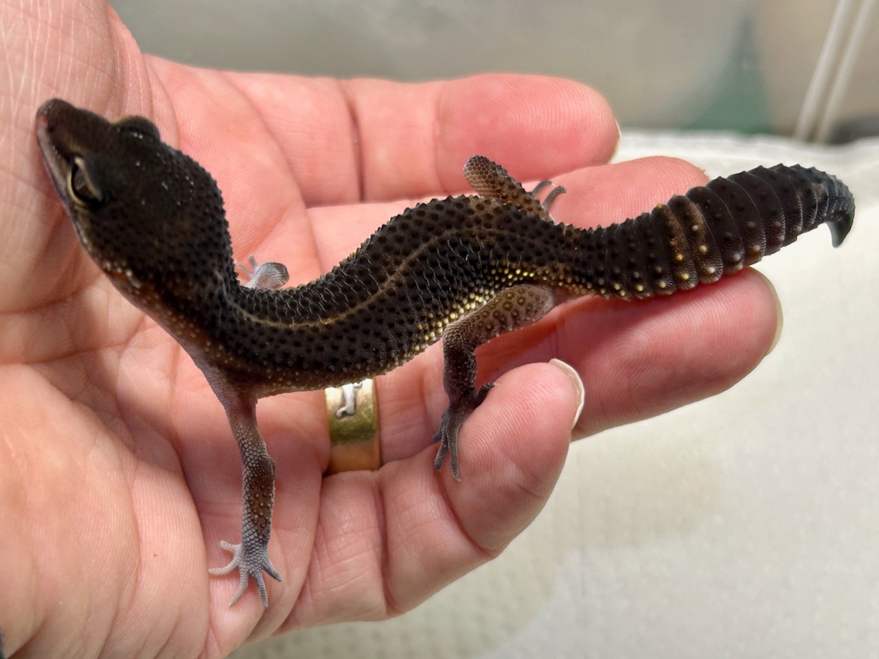 Geckomeister captive-Bred Geckos's Collection - MorphMarket