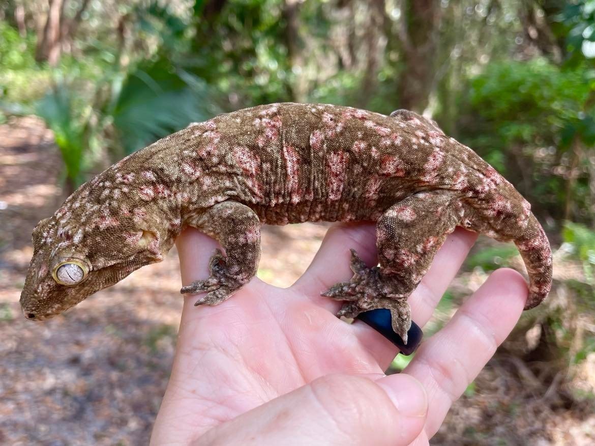 High Colored Gecko Male Leachianus Gecko by Gecko Nerd - MorphMarket
