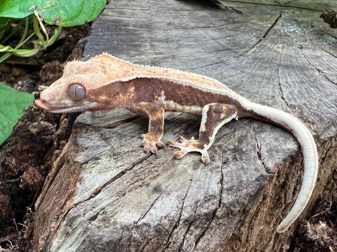 Lilly White Baby Crested Gecko by Gecko Nerd - MorphMarket
