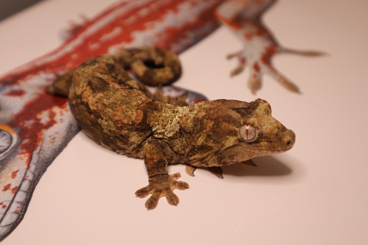 White Collar Pine Island Chahoua Gecko by Gecko Nerd - MorphMarket