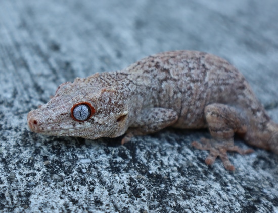 Pink Base Gargoyle Gecko Adult Female by Gecko Nerd