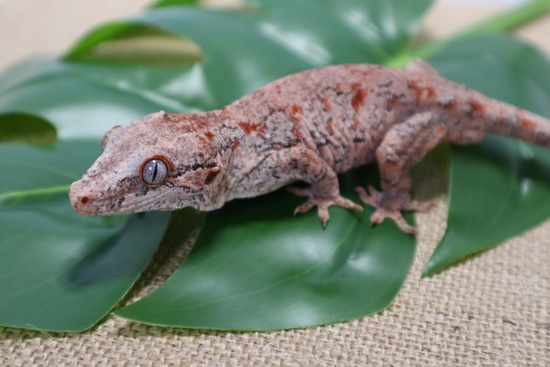 Red Blotch Pink Base Gargoyle Gecko Male by Gecko Nerd