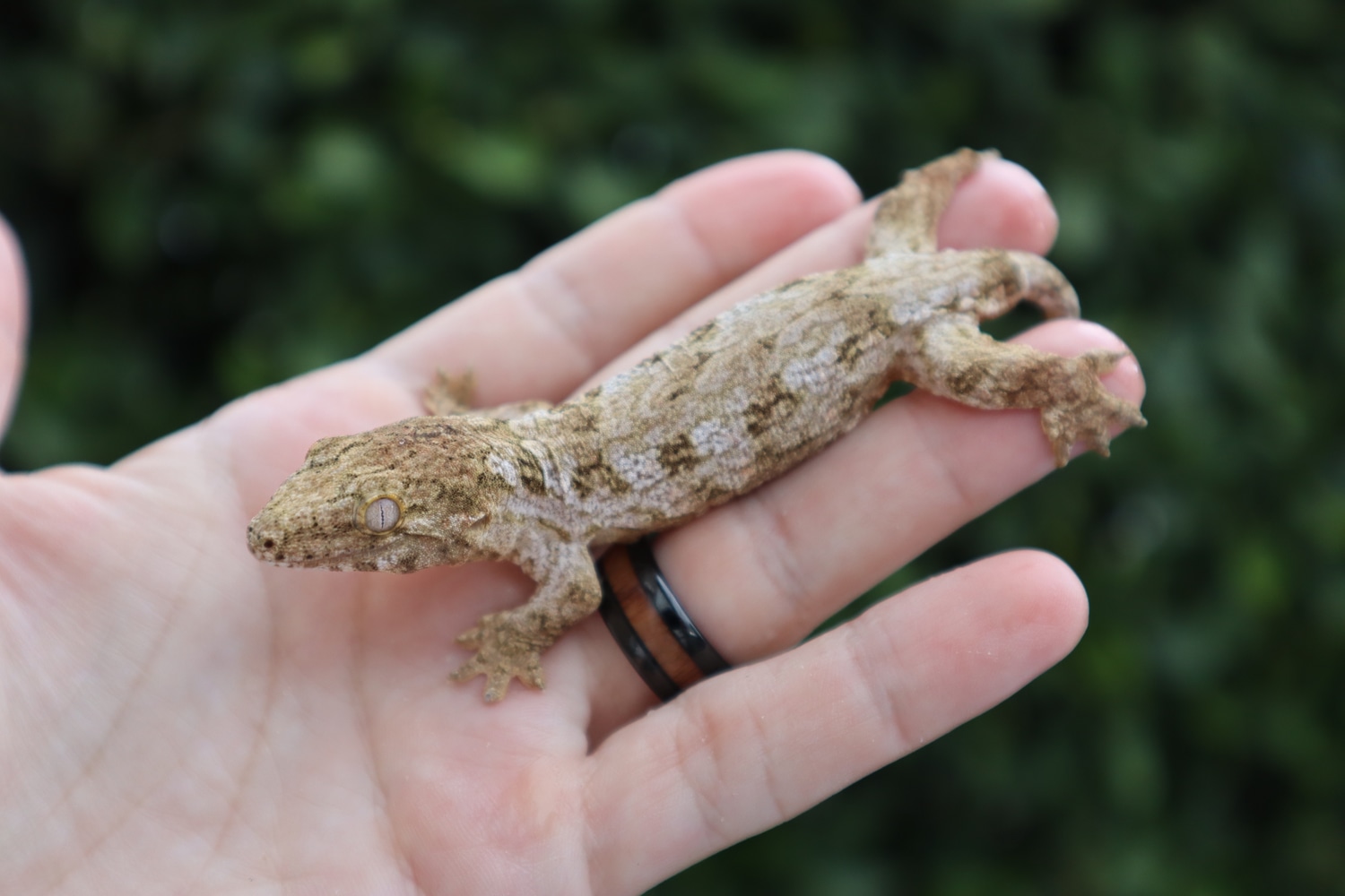 Isle Of Pines Probable Male Leachianus Gecko by Gecko Nerd - MorphMarket