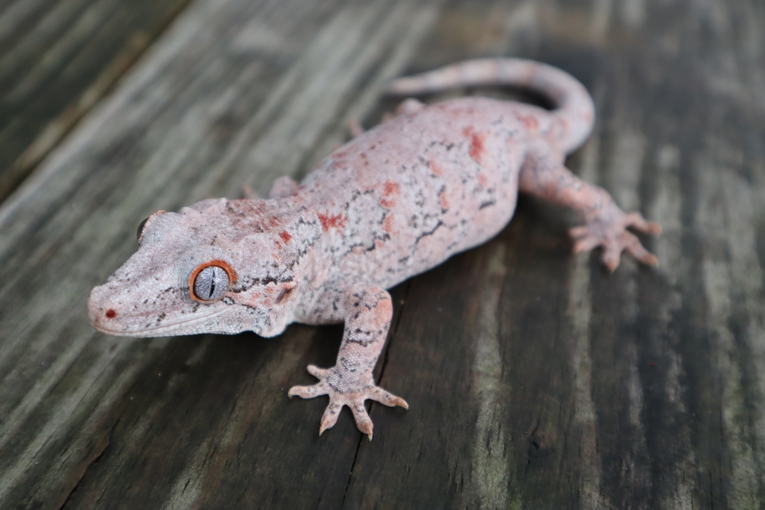 Red Blotch Pink Base Gargoyle Gecko Male by Gecko Nerd - MorphMarket
