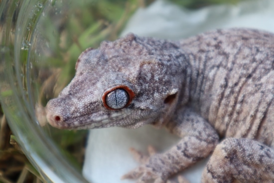 Pink Base Gargoyle Gecko Adult Female by Gecko Nerd