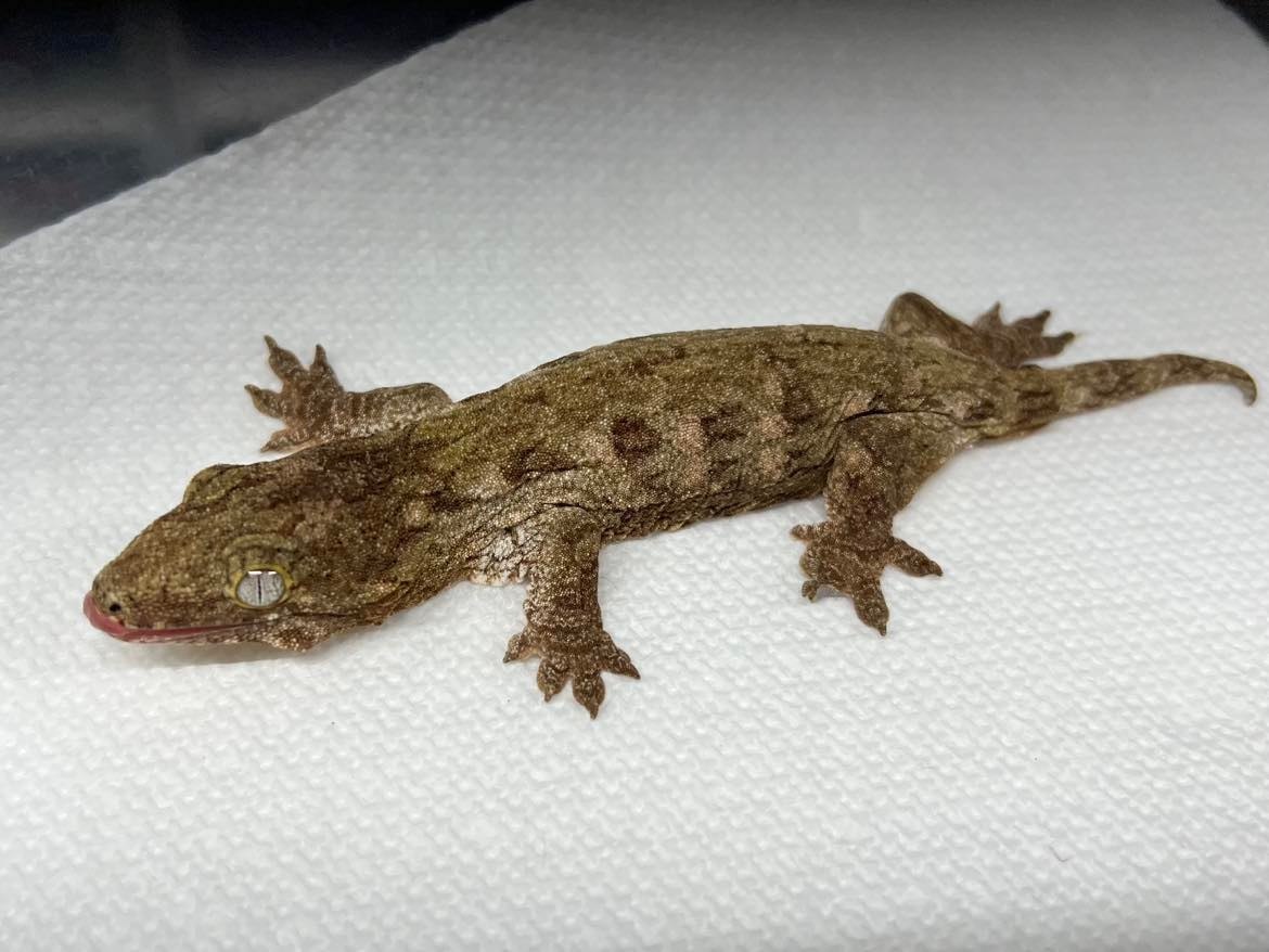 PDV Nuu Ana X Nuu Ami Prob. Female Leachianus Gecko by Gecko Nerd ...