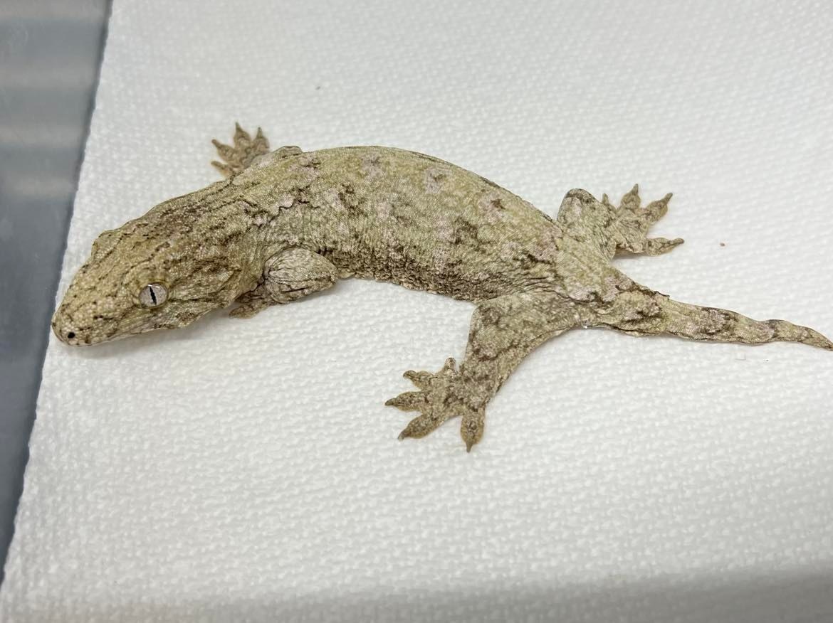 High Pink Nuu Ana X Nuu Ami Female Leachianus Gecko by Gecko Nerd ...