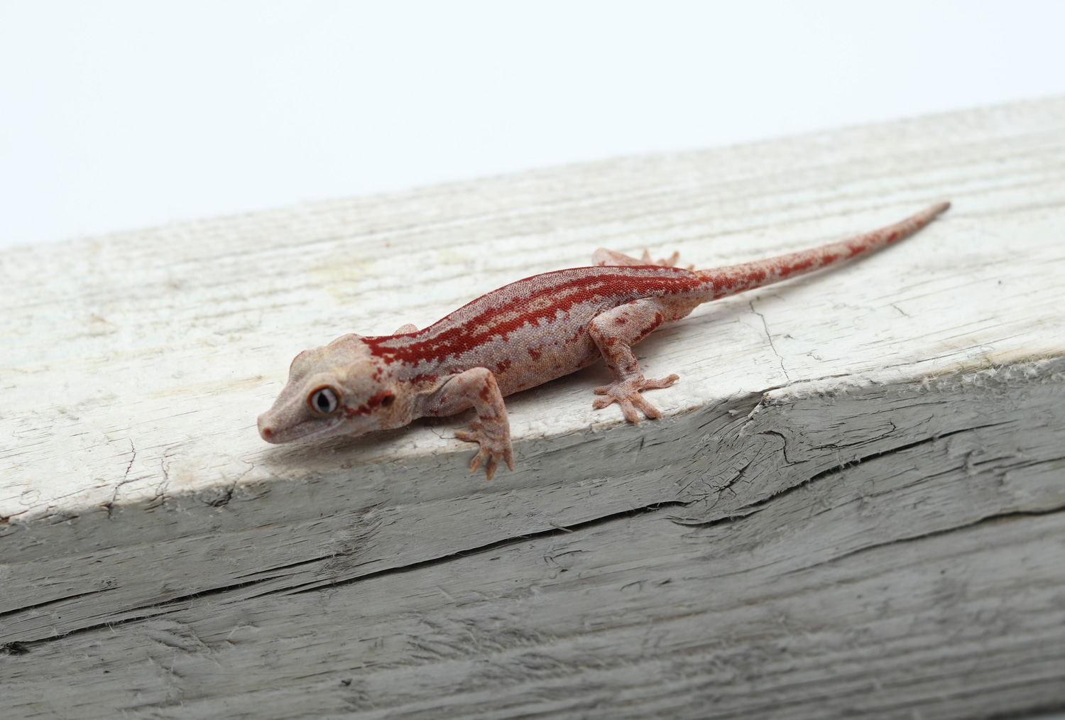 Red Stripe Gargoyle Gecko by Gecko Nerd - MorphMarket