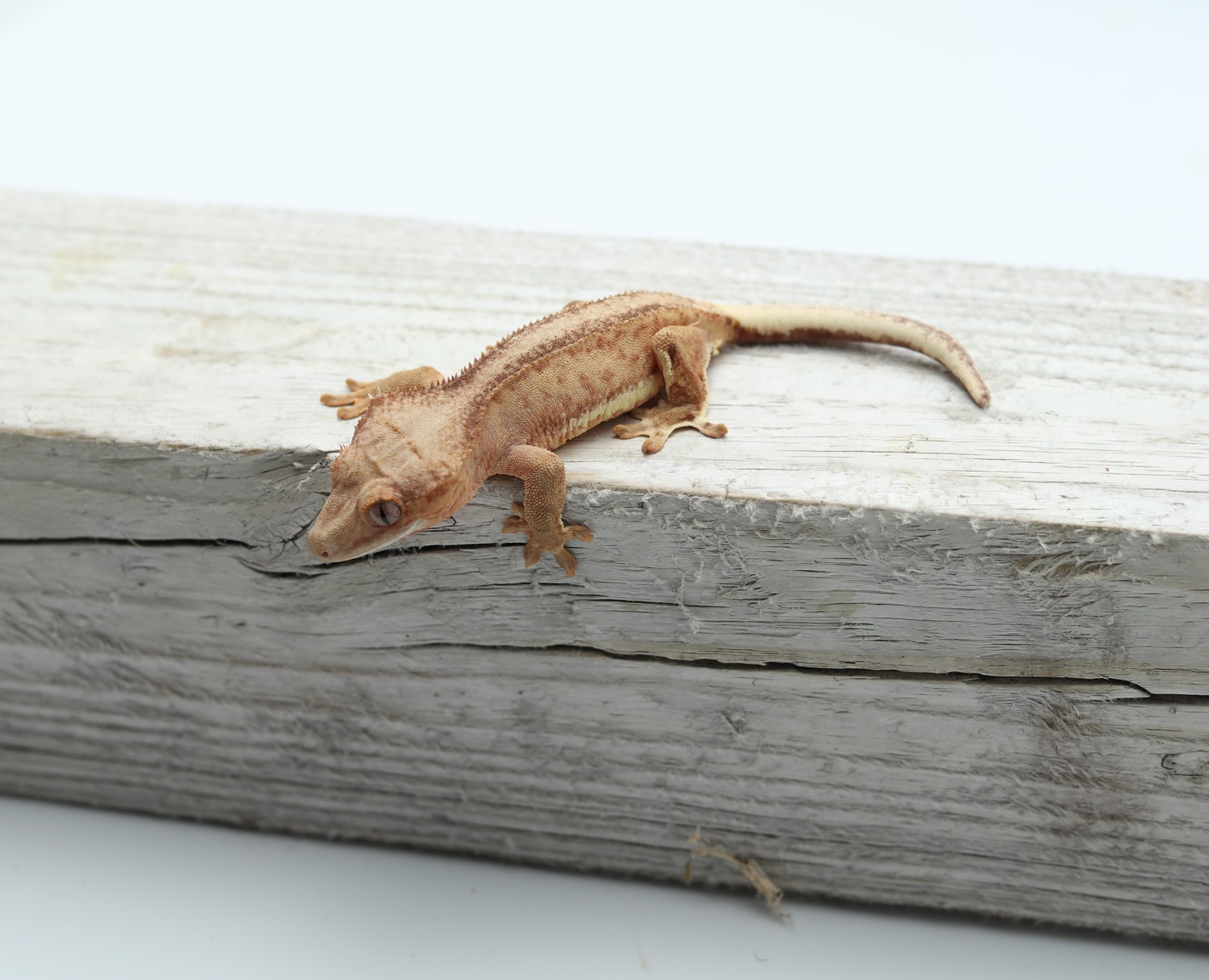 Yellow Phantom Lilly White Crested Gecko Female by Gecko Nerd - MorphMarket