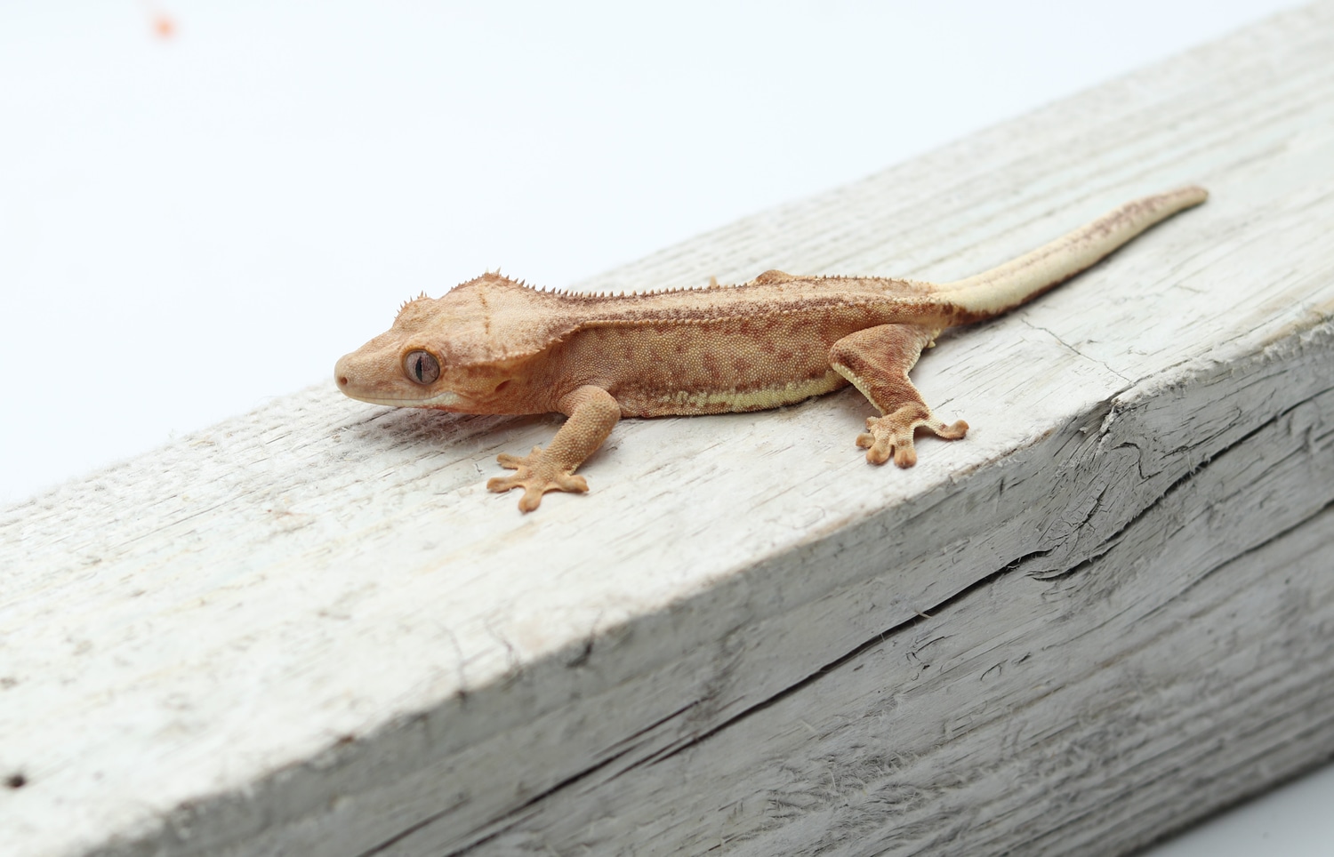 Yellow Phantom Lilly White Female Crested Gecko by Gecko Nerd - MorphMarket