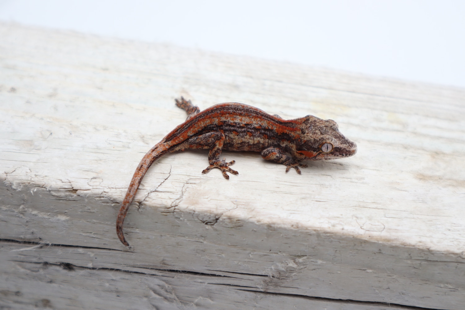 Red Stripe Gargoyle Gecko by Gecko Nerd - MorphMarket