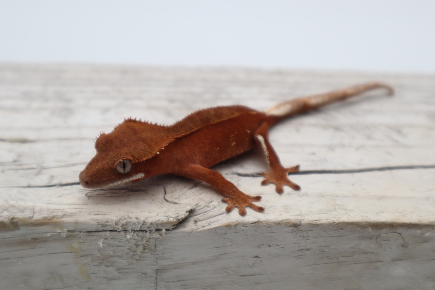 Red Phantom Juvenile Probable Female Crested Gecko by Gecko Nerd ...