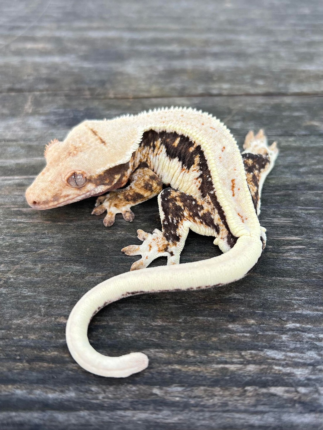 Tricolor Lilly White Pos. Soft Scale Snowflake Male Crested Gecko by ...