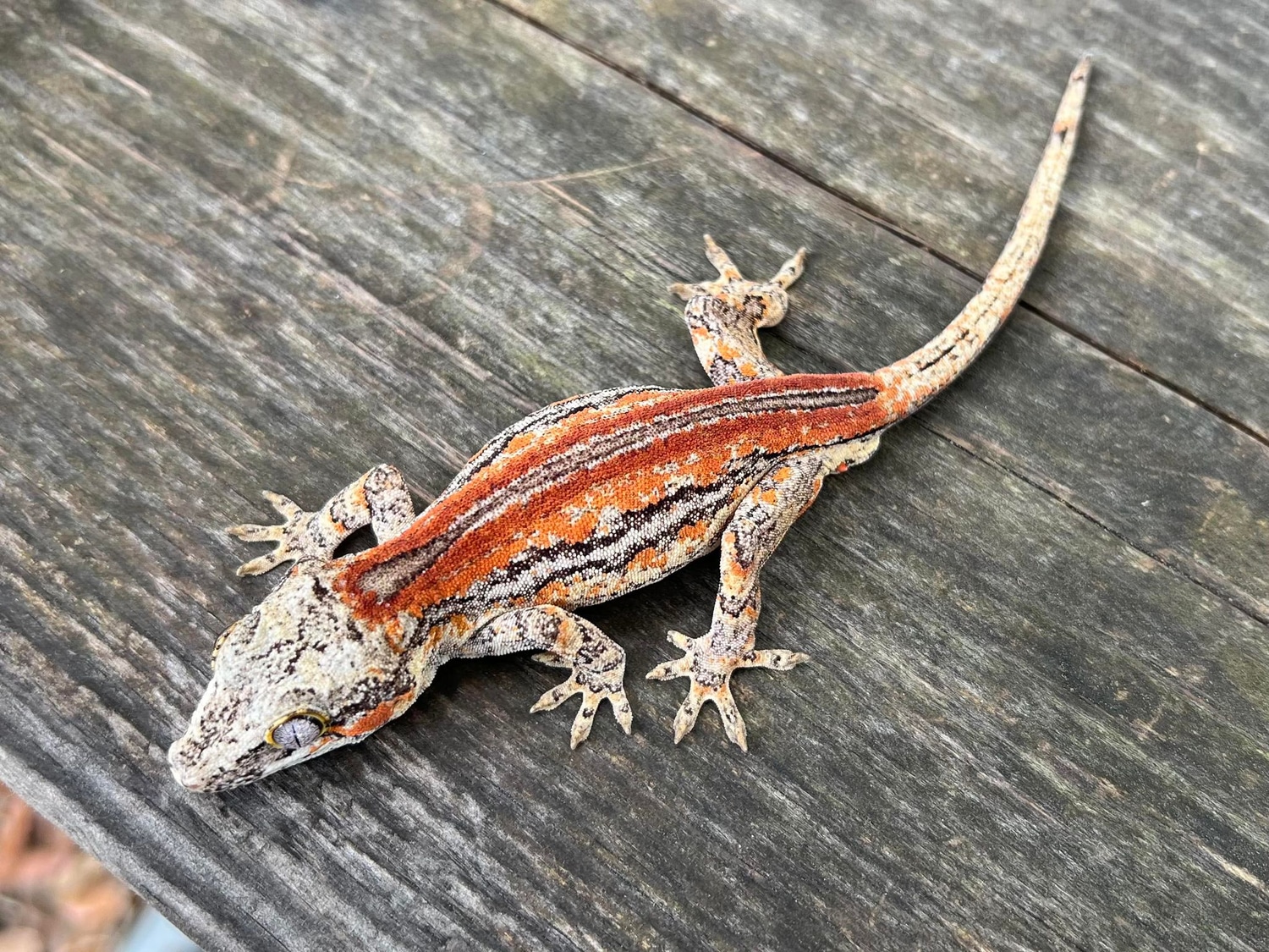 Red Striped Gargoyle Gecko by Gecko Nerd - MorphMarket