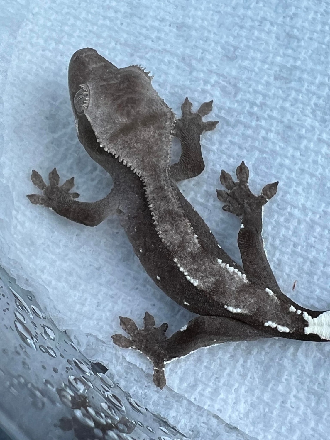 Axanthic Phantom Probable Male Crested Gecko by Gecko Nerd - MorphMarket