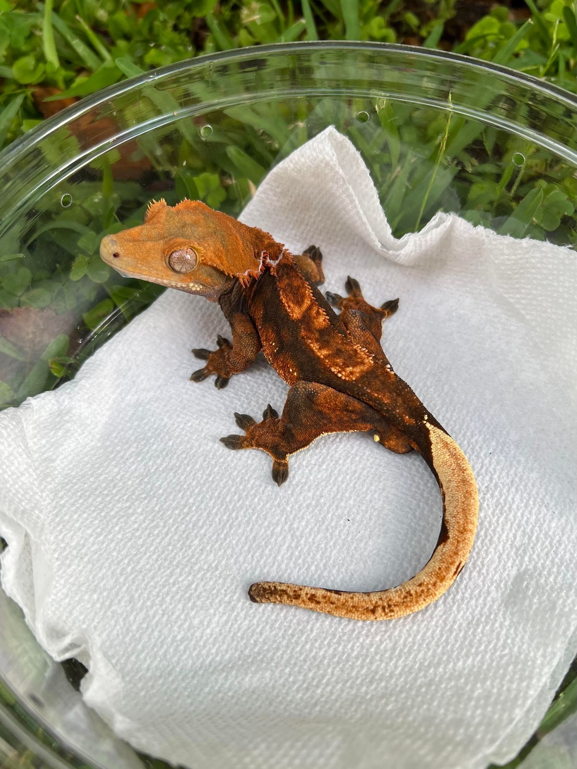 Halloween Male Crested Gecko by Gecko Nerd - MorphMarket