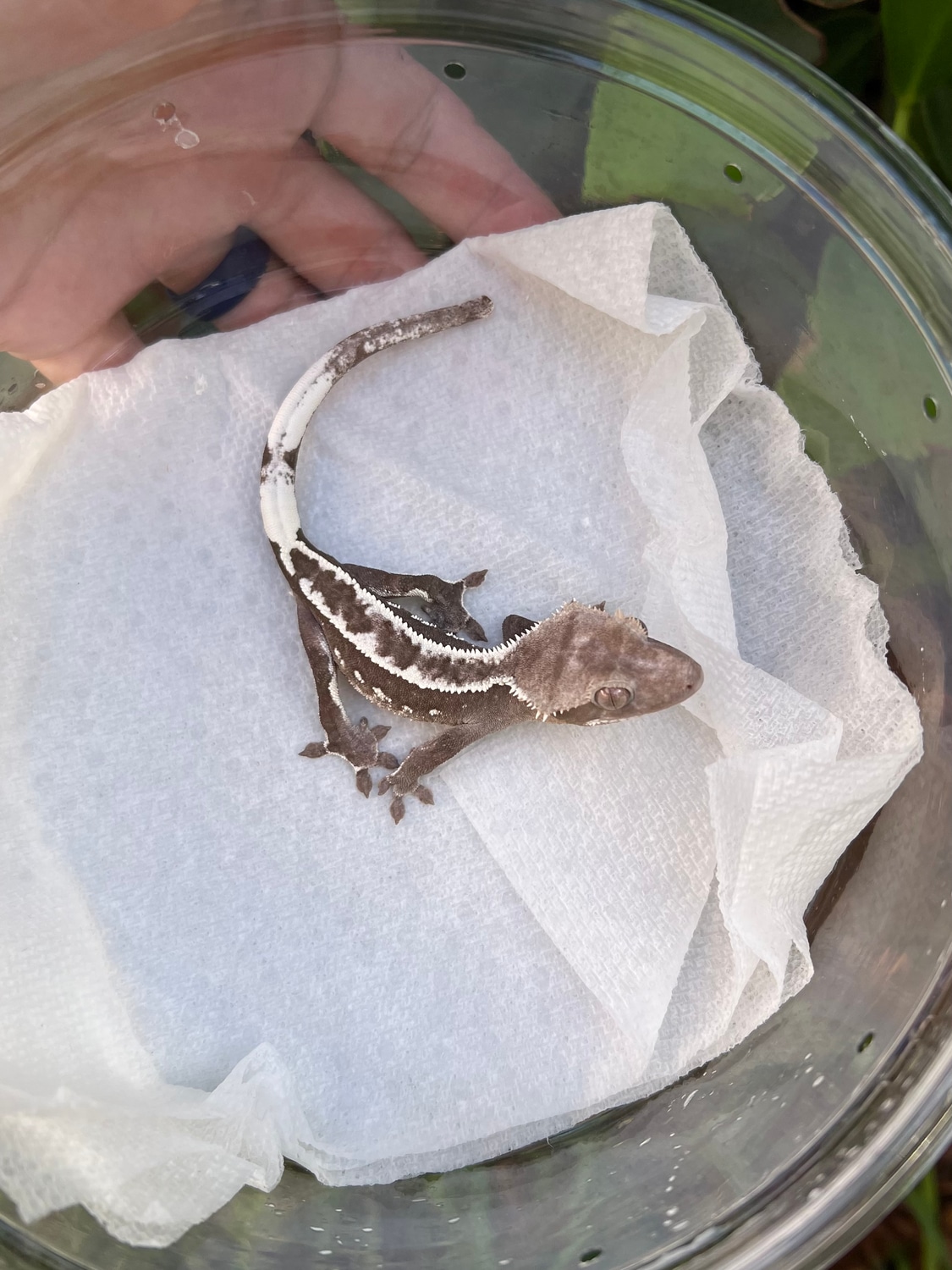 High White Axanthic Empty Back Crested Gecko by Gecko Nerd - MorphMarket