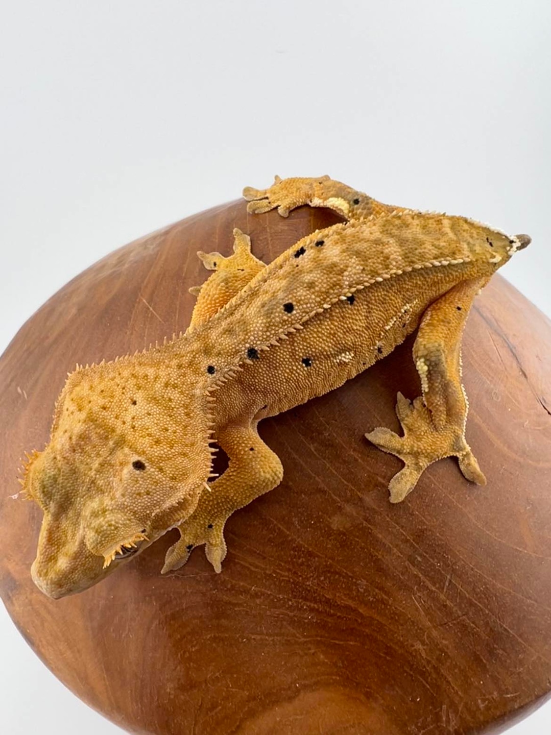 Yellow Phantom Crested Gecko by Gecko Nerd - MorphMarket