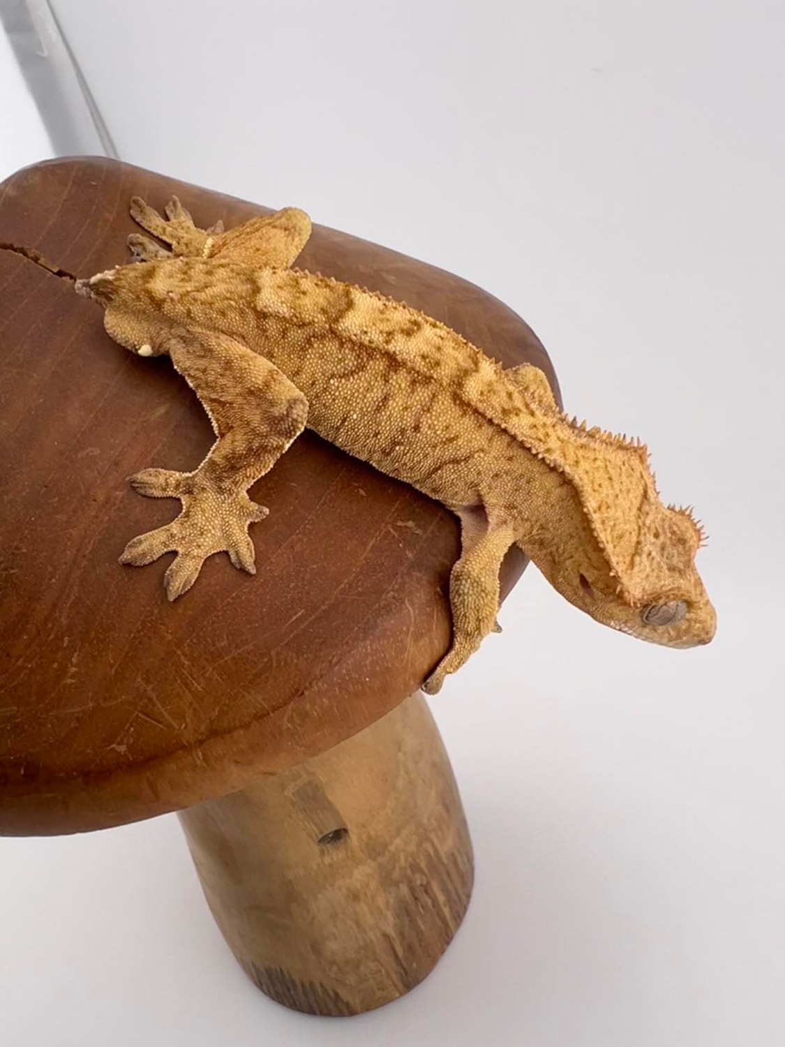 Yellow Phantom Juvenile Probable Male Crested Gecko by Gecko Nerd ...