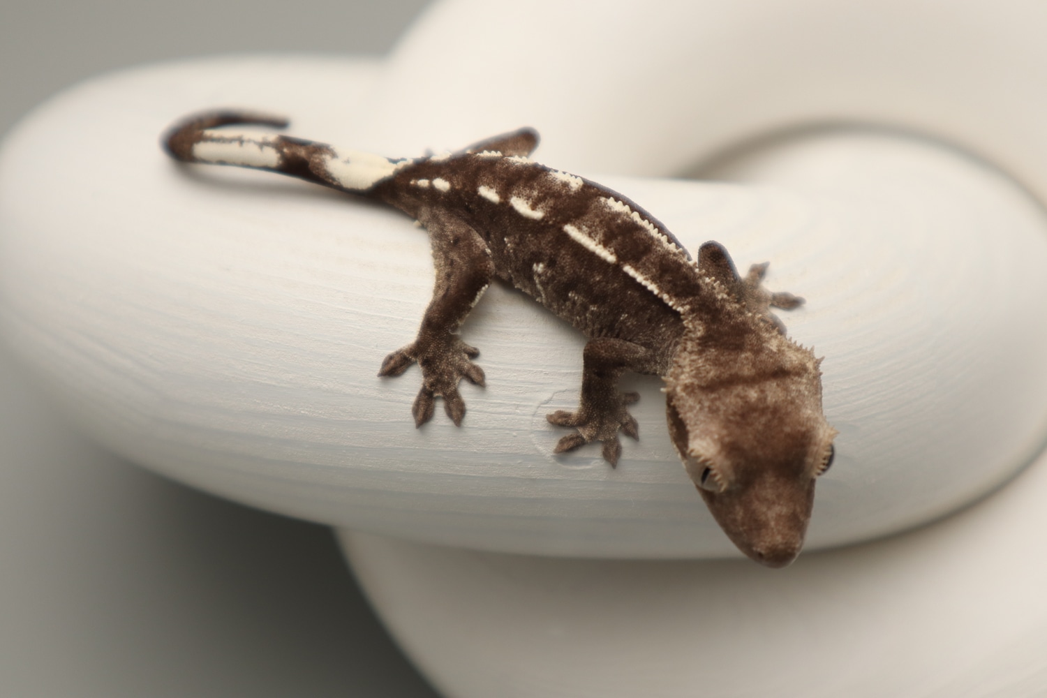 High White Axanthic Crested Gecko by Gecko Nerd - MorphMarket