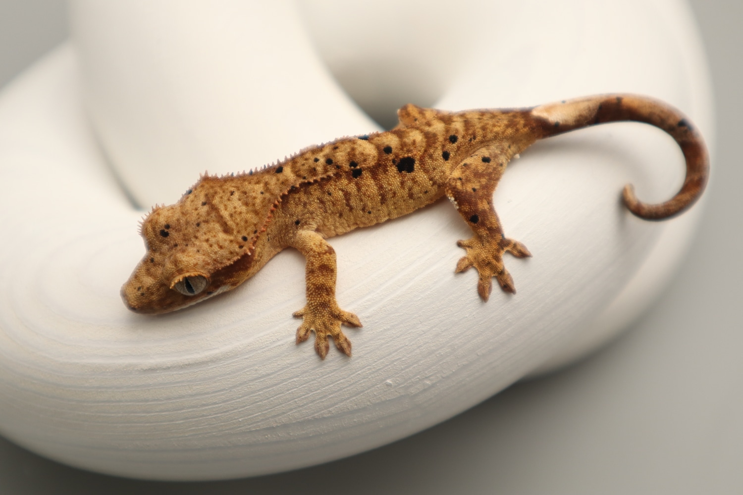 Tiger Inkspot Dalmatian Probable Female Crested Gecko by Gecko Nerd ...