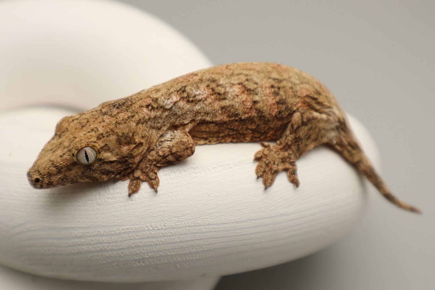 GT Isle E (Pink) X Nuu Ami Probable Female Leachianus Gecko by Gecko ...