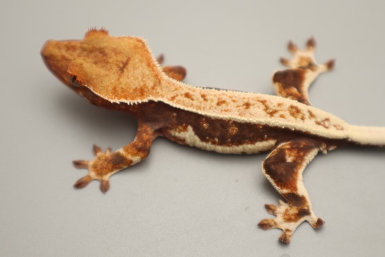 Lavender Tricolor Lilly White (Velvet Line) NPV Crested Gecko by Gecko Nerd