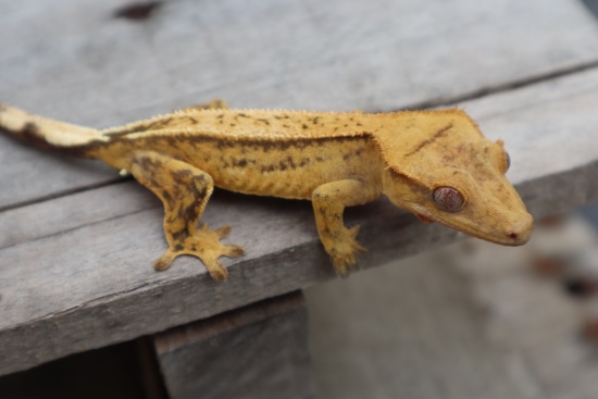Citrus Phantom Pinstripe Crested Gecko by Gecko Nerd