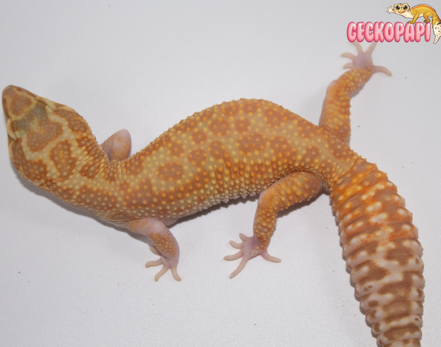 Pet Only RAPTOR Leopard Gecko by Gecko Papi - MorphMarket