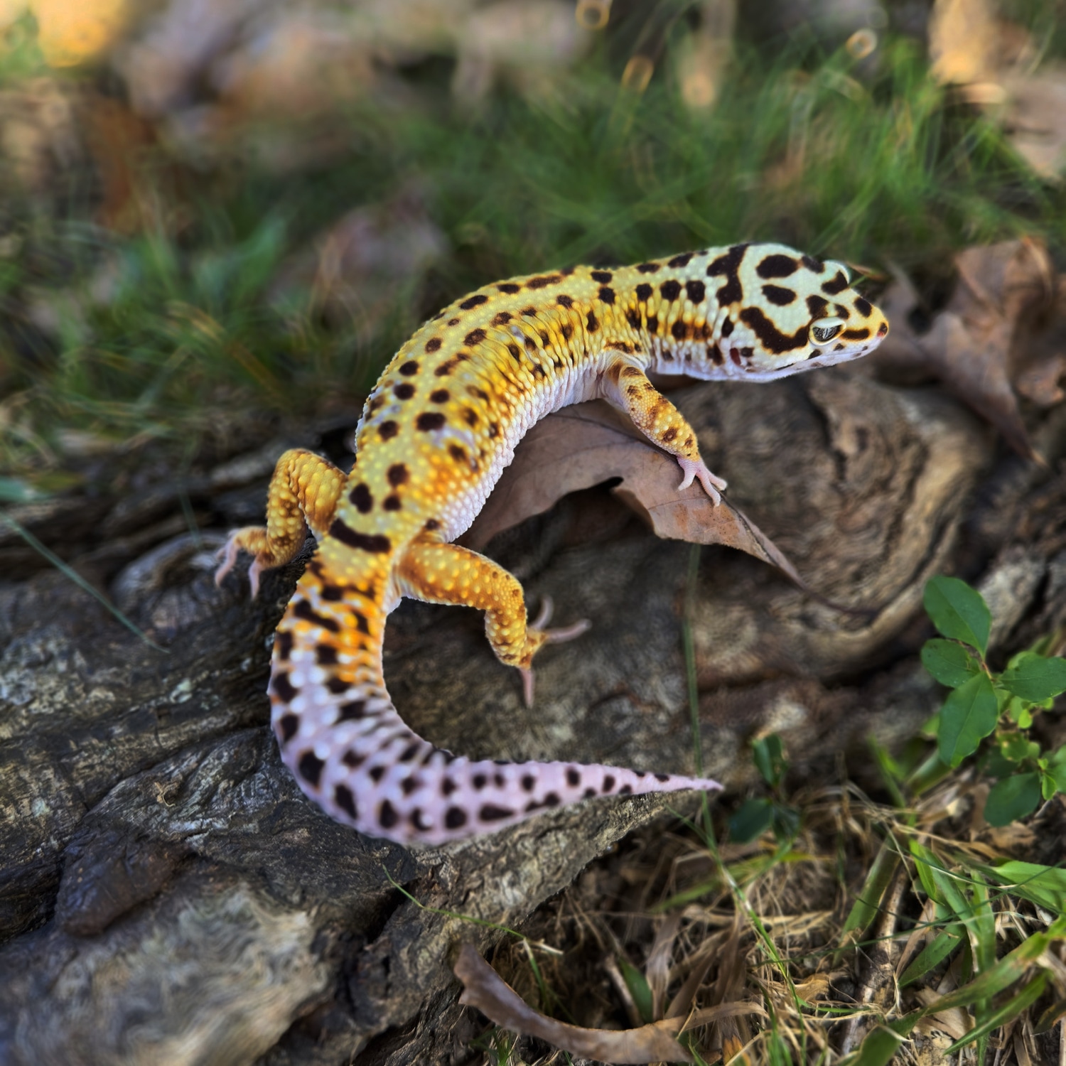 *Free Shipping* Bold Bandit Red Stripe 50% Het Tremper Albino 50% Het ...