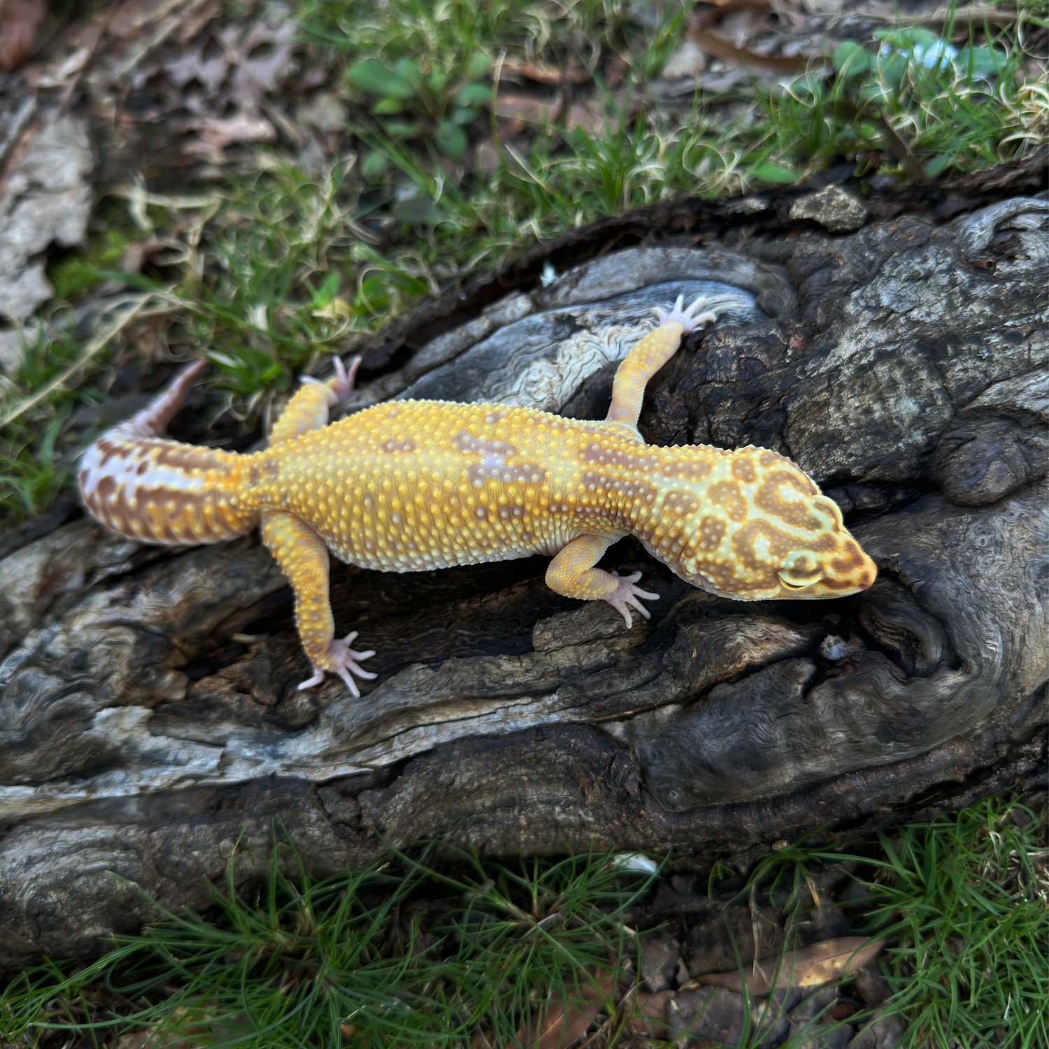 Tremper Albino Pos Het Eclipse Leopard Gecko by Gecko Papi - MorphMarket