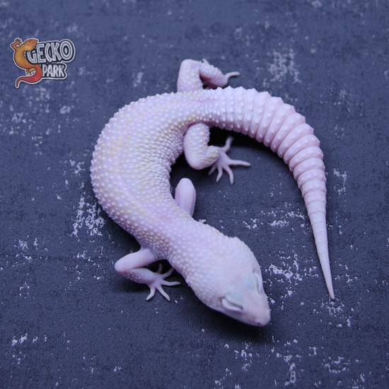 Macksnow White Knight Leopard Gecko by Gecko Park