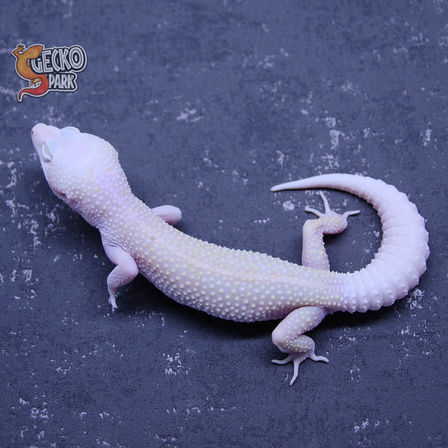White Knight Poss Macksnow Leopard Gecko by Gecko Park - MorphMarket