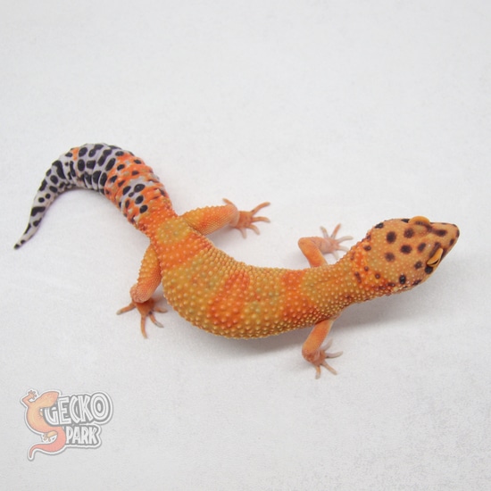 Inferno - No Known Hets Leopard Gecko by Gecko Park