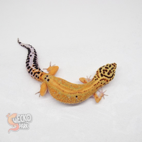 Firebold Cross Poss Het Tremper Leopard Gecko by Gecko Park