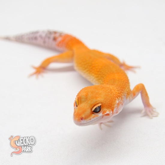 Tangerine - No Known Hets Leopard Gecko by Gecko Park