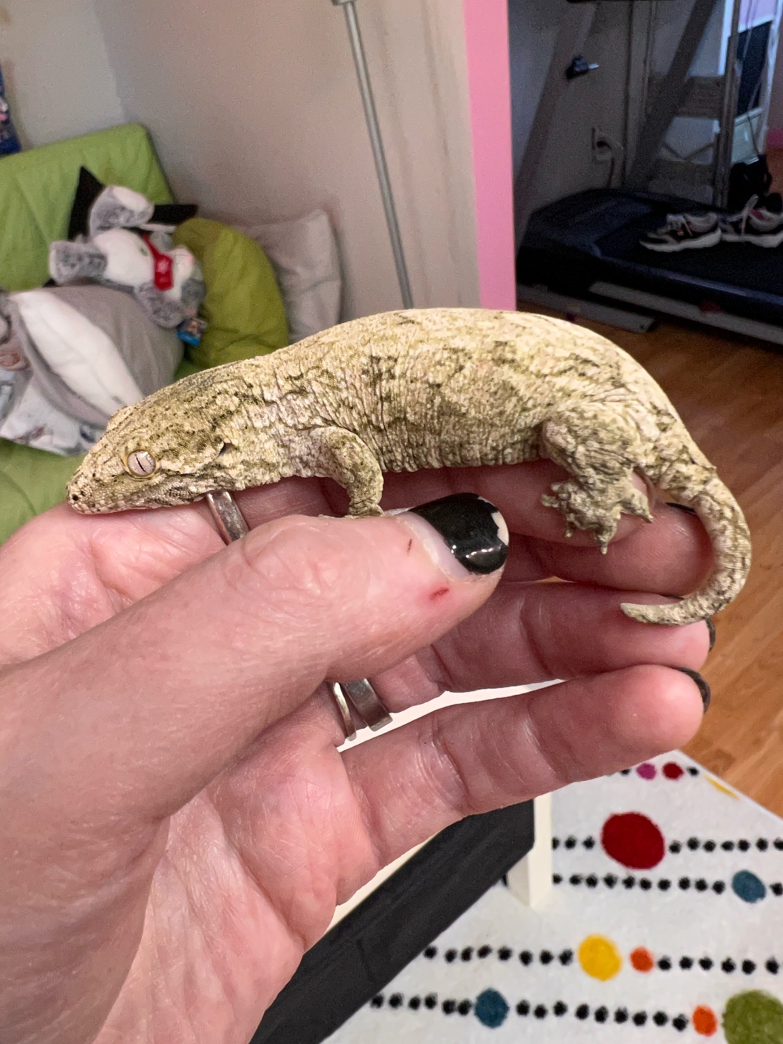 Full Moro Leachie No Pores Seen Leachianus Gecko by GeckoPods - MorphMarket