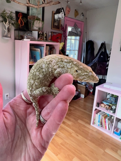 Full Moro Female Leachie Leachianus Gecko by GeckoPods